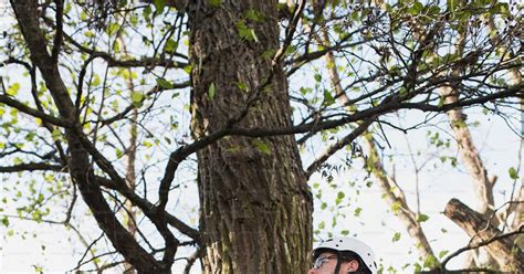 나무 가지 치기를위한 톱과 하네스가있는 벌목꾼 나무 외과 의사 수목 재배자는 가지를 줄이고 자르기 위해 나무를 등반합니다 사진 Unsplash의 나무 이미지