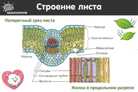 Функции покровной ткани Школьные Знания Com