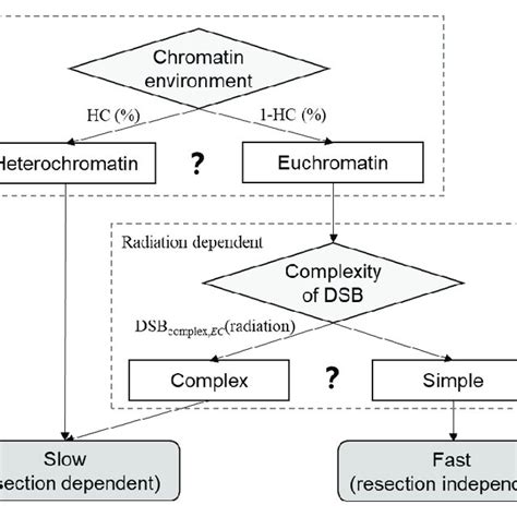Scheme Of The Factors Regulating The Slow And Fast Repair Compartments