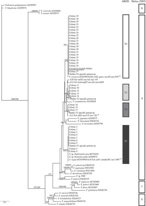 A Multi Tool Approach To Assess Microalgal Diversity In Lichens Isolation Sanger Sequencing