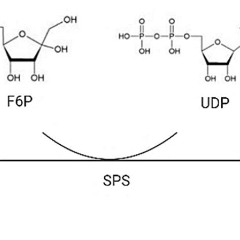 Hydrolysis Function Of Invertase Break Down Sucrose Into Glucose And Download Scientific