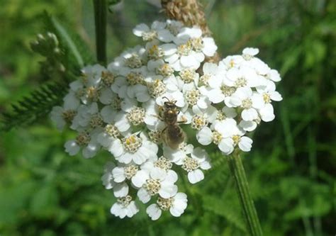 Yarrow Wild Plant Bare Root Etsy
