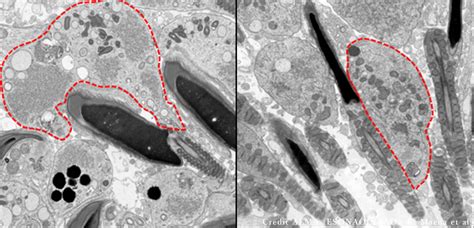 精子がスリムな流線型になるメカニズムを発見 ResOU