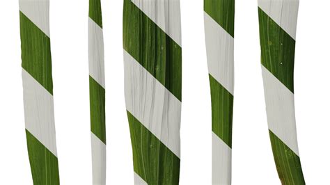 3d Anydrafts Gladiolus Gandavensis Leaf 01 Textures Model Turbosquid