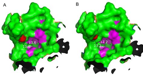 Analysis Of The Shape And Size Of The Entrance Of The Substrate Binding Download Scientific
