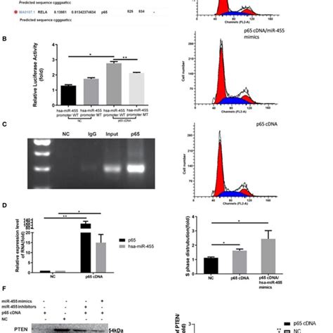 A Potential Binding Sites Between Hsa Mir 455 And Pten 3′utr