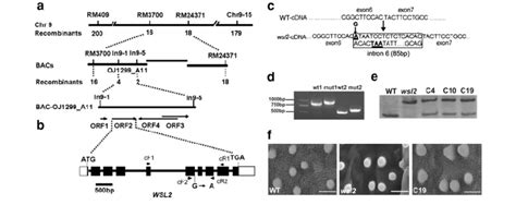 Positional Cloning Of WSL2 A Genetic And Physical Map Showing The