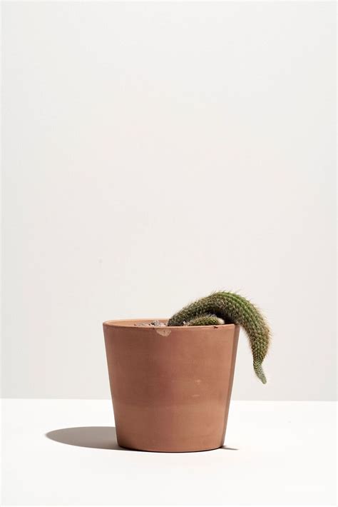 Neurological Erectile Dysfunction Ed Guide Hims