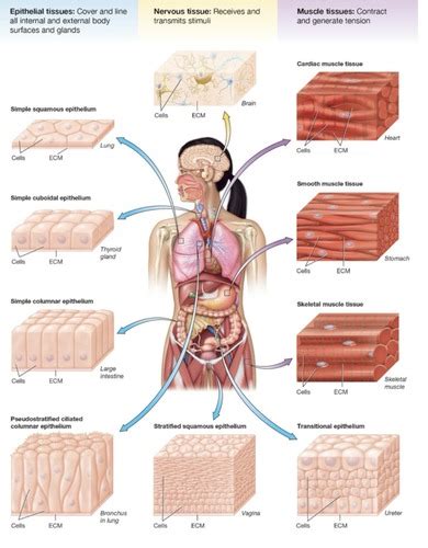 BIOL 2401 06P Fall2024 Lecture Exam 3 Review Flashcards Quizlet