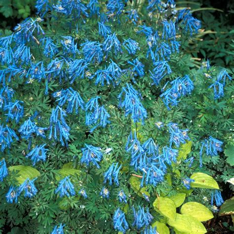 Corydalis ‘blue Panda Terra Nova® Nurseries Inc