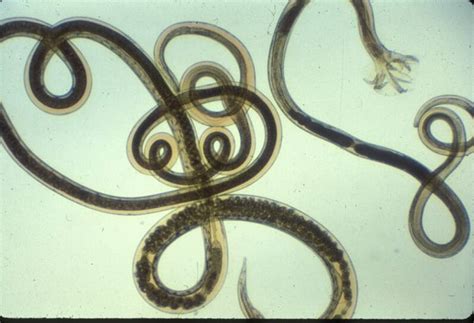 Heligmosomoides Polygyrus Alchetron The Free Social Encyclopedia