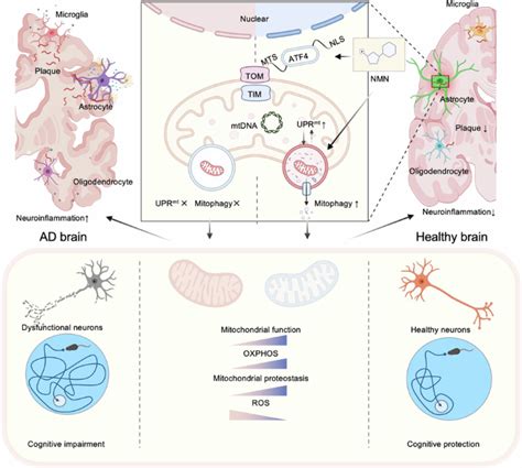 Nad 增强剂烟酰胺单核苷酸通过 Atf4 依赖性线粒体 Upr 有效改善阿尔茨海默病患者的线粒体应激反应 Cell Death And Disease X Mol