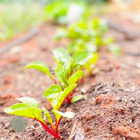 Direct Sowing A Beginners Guide To Planting Seeds Straight Into Your