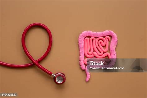 소화 결장 시스템 건강 개념입니다 청진기로 플라스틱으로 만든 내장 모양 0명에 대한 스톡 사진 및 기타 이미지 0명 건강관리와 의술 결장 Istock