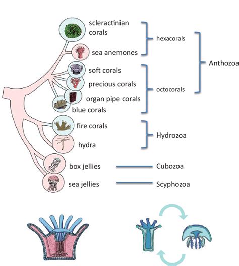 Brain Coral Taxonomic Classification At Andrew Freeman Blog