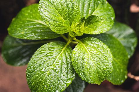 Plant Dew Nature Free Photo On Pixabay Pixabay