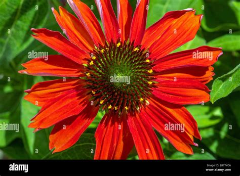 Closeup Of A Red Coneflower Disk Showing Stigmas And Yellow Pollen