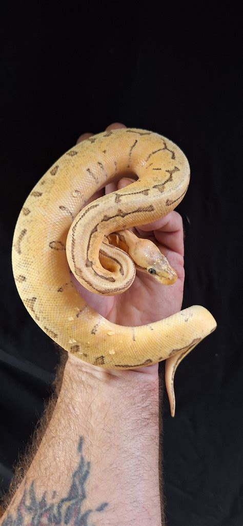 FEMALE LEMONBLAST ENCHI GHOST BALL PYTHON Reptile Mart
