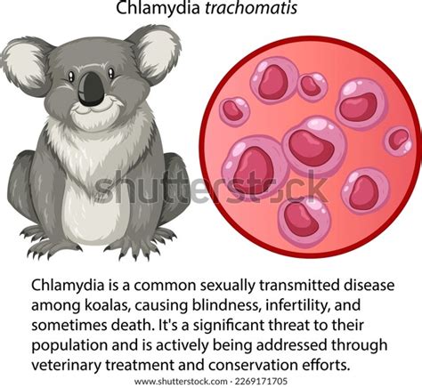 Chlamydia Trachomatis Explanation Illustration Stock Vector Royalty