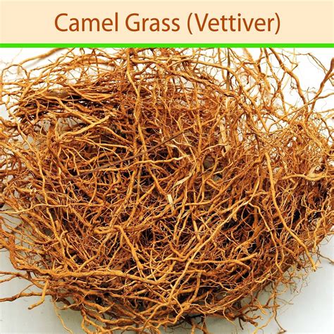 Camel Grass Vettiver Mangalore Spice