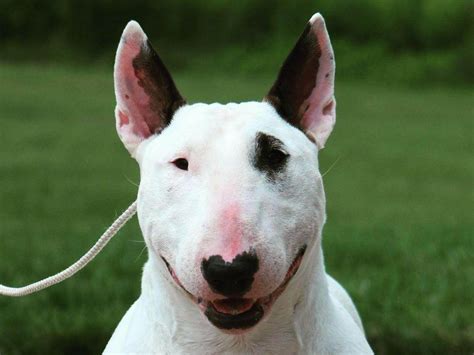 Собака с вытянутой мордой 73 фото