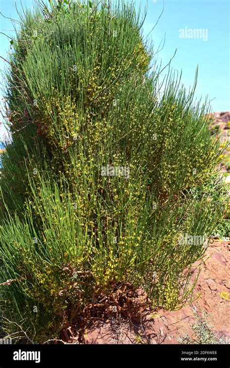 Ephedra fragilis Banque de photographies et dimages à haute résolution Alamy