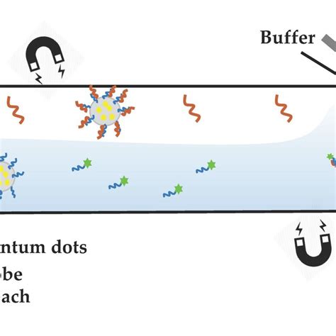 Overall Design Of The Qd Barcode Assay Electrokinetics Is Used To Download Scientific Diagram