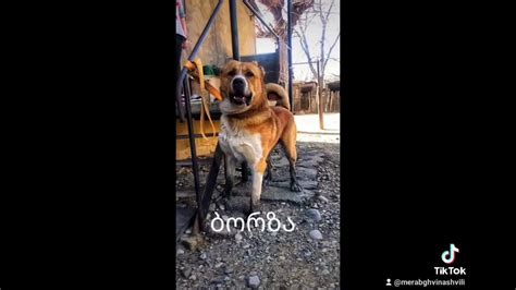 ქართული ქოსა და გრძელ ბეწვიანი ნაგაზები ♥️♥️ Youtube