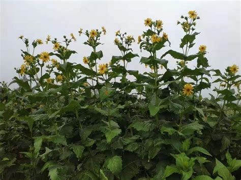串叶松香草开花有香味吗，具备什么价值？ 花海建设 长景园林网