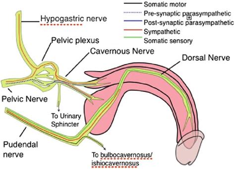 Hourglass Hard Flaccid