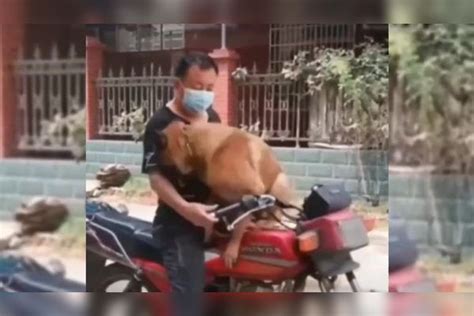 主人汽车要出门，狗子死活赖着要跟着，网友：真正的狗皮膏药死活网友主人