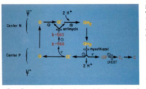 Figure 2 From The Protonmotive Q Cycle Energy Transduction By Coupling Of Proton Translocation