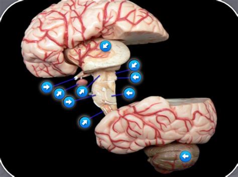 Brain Lateral Exploded Diagram Quizlet