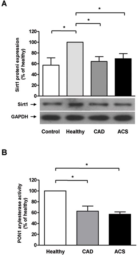 Hdl Regulates Sirt1 Expression A Sirt1 Protein Expression In Thp1