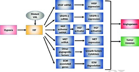 6 Hypoxia Induced Angiogenesis And Multiple Molecular Pathways