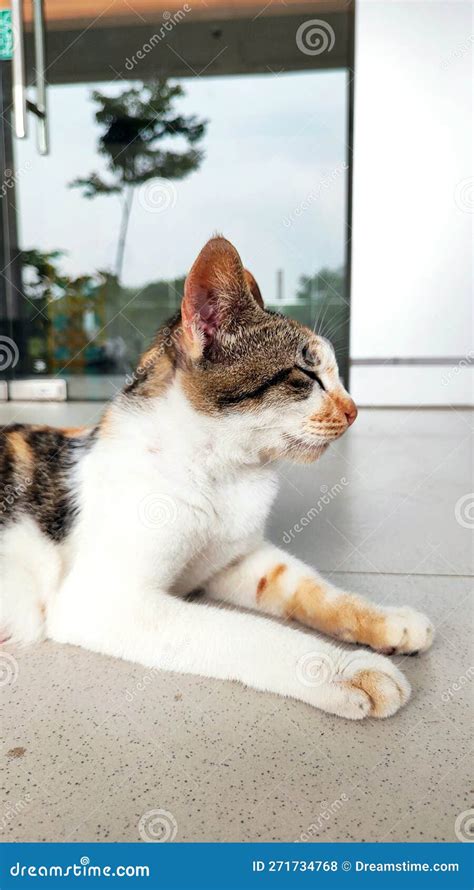 Cool Half Body Side View Of Female Calico Tri Color Coat Domestic Cat