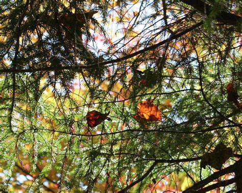 Natures Stained Glass Photograph By Marci Beard Pixels