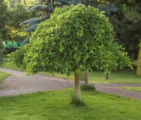 MORWA BIAŁA PENDULA DRZEWKO NA PNIU JADALNE OWOCE 13775126314