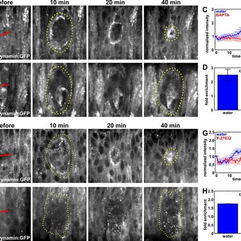 Dynamin Mediated Endocytosis Is Required For Wound Closure A And B