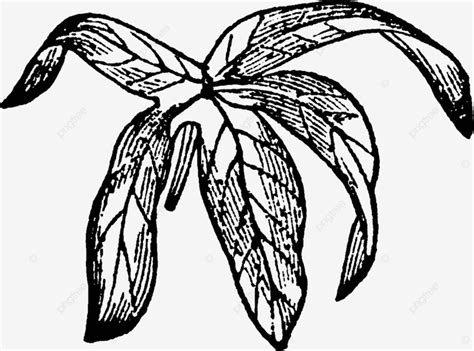 Palmate Leaf Vintage Illustration Art Structure Drawing Vector Art Structure Drawing Png And