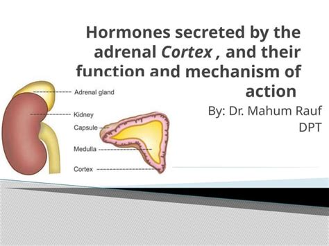 Hormones Secreted By The Adrenal Cortex And Medulla Pptx