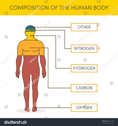 Chemical Makeup Of Human Body Makeup Vidalondon