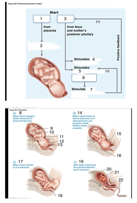 Reproductive System 7 Diagram Quizlet