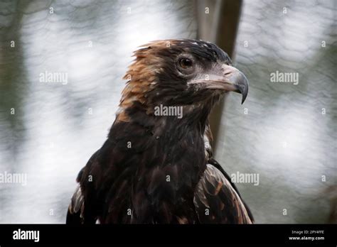 The Black Breasted Buzzard Is Quite Large With Broad Rounded Wings