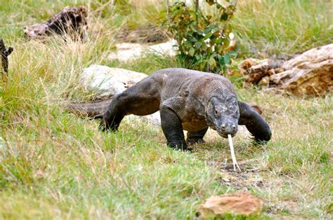 Most Excotic Landscape Komodo National Park Discovery Komodo