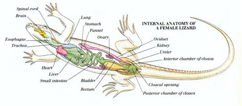 Diagram Of The Excretory System Of A Lizard Lizard Labelled