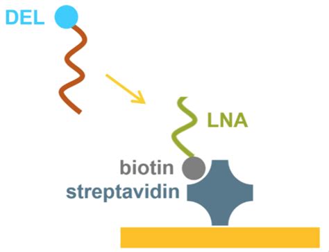 Dna Encoded Library Del Compounds Carterra