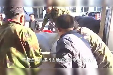 黑龙江渔民抓到中国最大淡水鱼，重达上千斤，专家看完却脸色大变