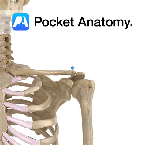 Clavicle Acromial End Pocket Anatomy