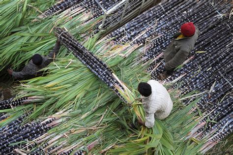 Philippines Sugar Workers Protest Sugar And Molasses Imports Sugar